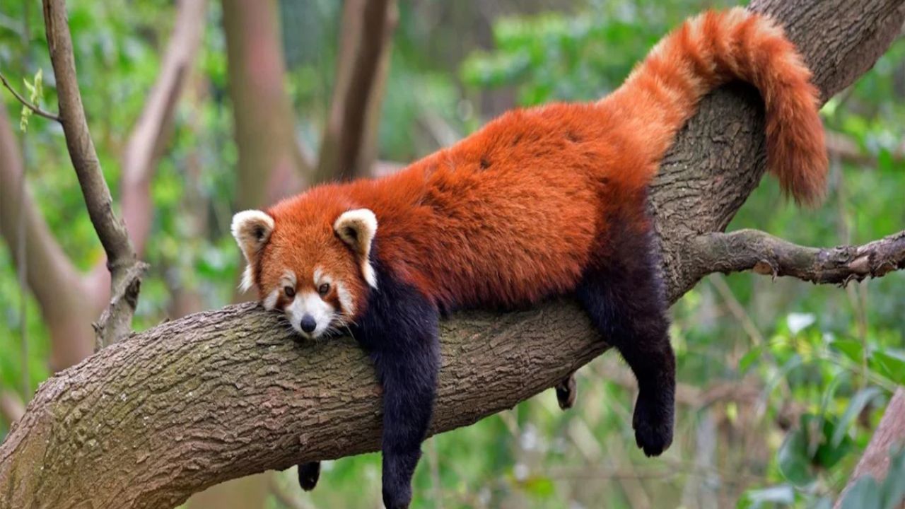 Red Pandas Are Present In Only Three Zoos In India - भारत में केवल तीन जू में मौजूद है लाल पांडा ...